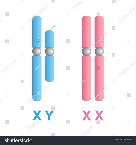 Colorful Illustration Human Sex Chromosomes Xy Stock Vector Royalty Free Shutterstock