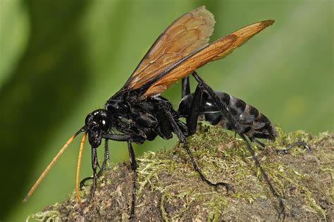 How To Get Rid Of Tarantula Hawk Wasps