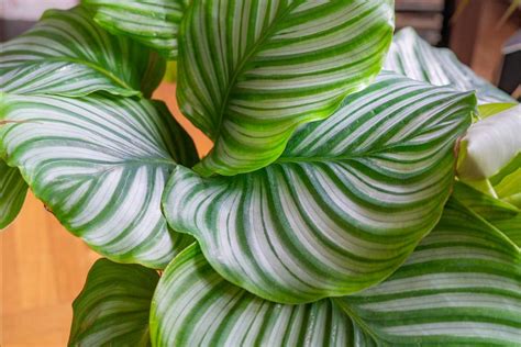 Calathea Orbifolia Care Guide And Profile The Contented Plant