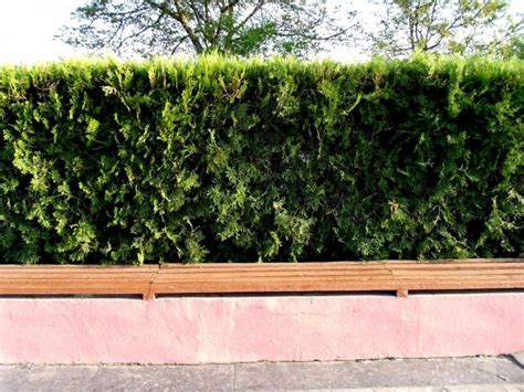Complete Guide To Types Of Garden Hedges