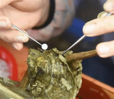 厉害 湛江5个农业知名品牌上榜粤字号 产品 监测 特色