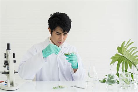 실험실에서 약초를 분석하는 아시아 남성 과학자들 실험실에서 식물 테스트를 하는 남성 연구원 의료 실험실 과학 실험 연구원 연구 30 34세에 대한 스톡 사진 및 기타 이미지