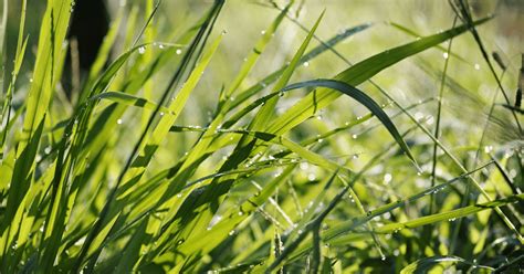 Githubに草🌱を生やしたい！『tilをgithub上にpushすることで…記録と記憶の一石二鳥を目指す極意』｜しっしー