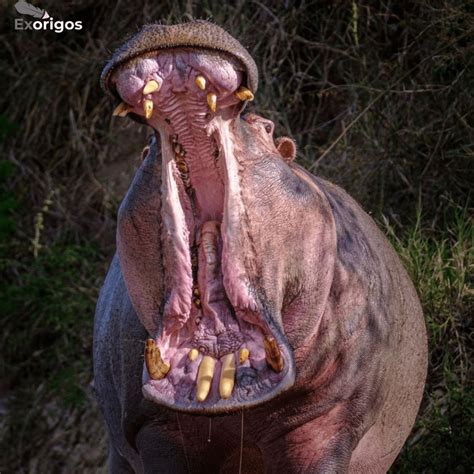 Meet The Most Dangerous Animals In Africa History All Day