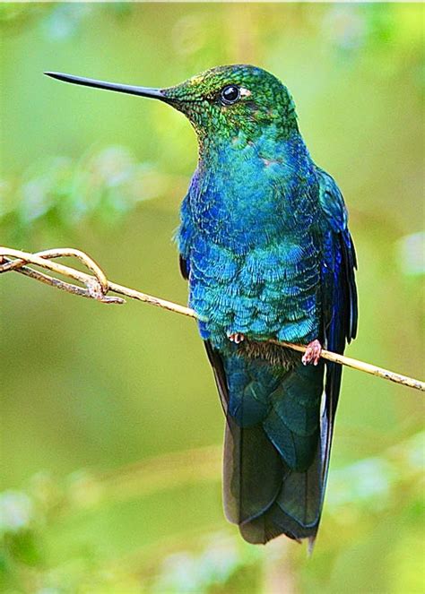 Pin By Nancy Shogren On Hummingbird ~ Brilliant Clade Hummingbird