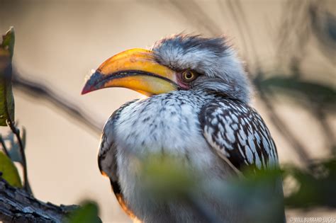 Yellow Billed Hornbill Will Burrard Lucas