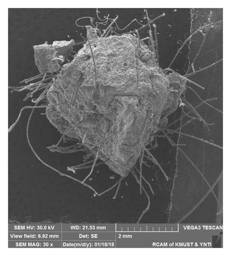 Pva Fibers Distribution In Cement Matrix A Ecc P2 B Ecc P3