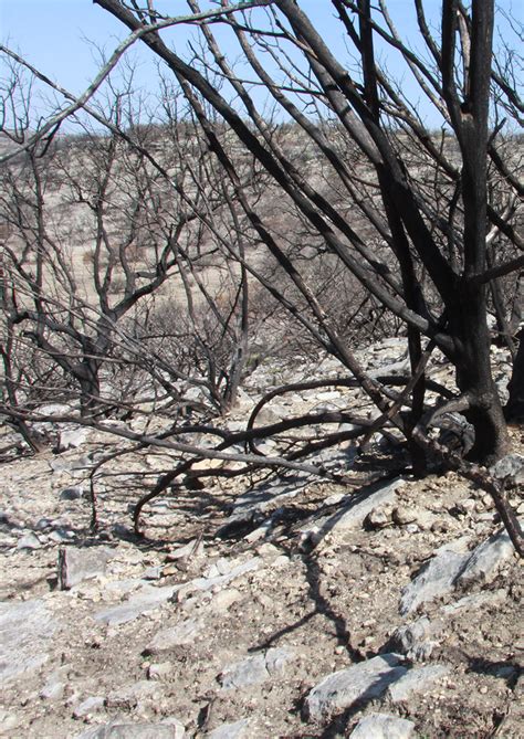 Native Seeds Native American Seed Native Seeds Native American Seed