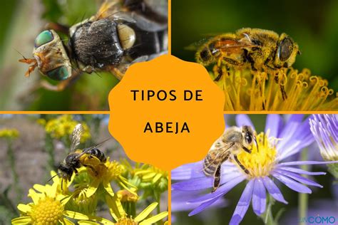 Que Es La Taxonomia De Las Abejas At Harry Cairns Blog
