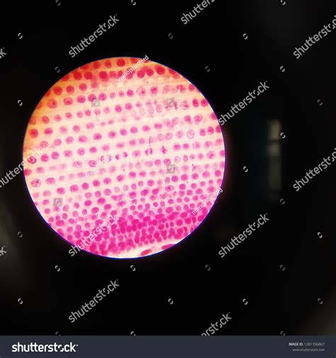 Various Stages Mitosis Onion Root Tip Stock Photo Edit Now 1281706867