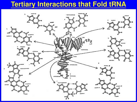 Ppt Introduction To The Rna Folding Problems Powerpoint Presentation