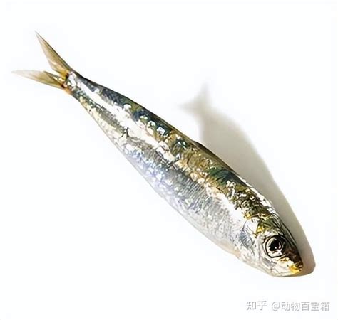 日本发现新物种！普通沙丁鱼体长30厘米，它的体长却超过2米 知乎