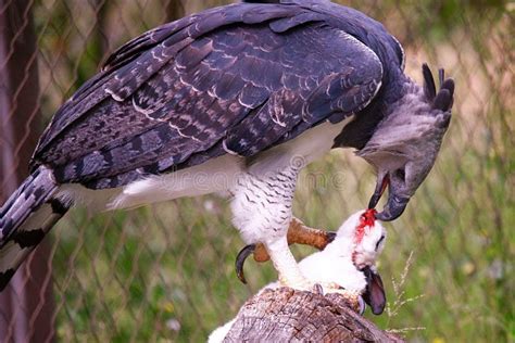 Closeup Image Of A Majestic Eagle Eating Its Recently Caught Prey Stock