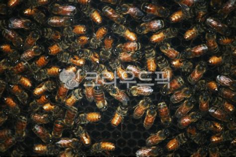 Honeybee 꿀벌 벌집 Honeycomb Insect 사진 이미지 일러스트 캘리그라피 흰고래작가