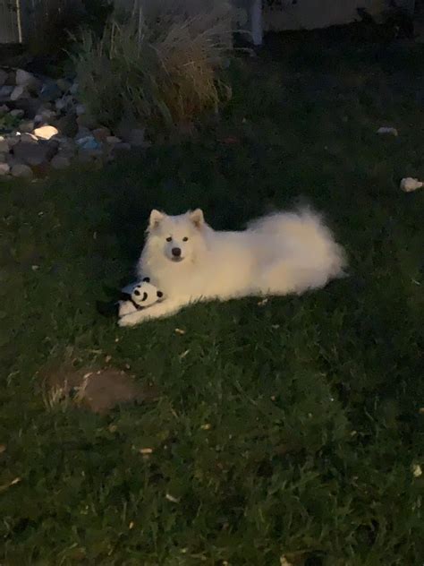 Big Polar Bear With His Small Polar Bear Rsamoyeds