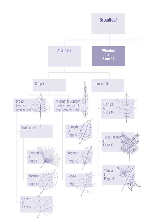 Free Printable Tree Leaf Identification Charts PDF Infographic