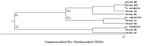 Relatedness Of Indigenous Streptomyces Isolates Based On Their