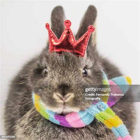Red Bunny Costume Photos And Premium High Res Pictures Getty Images