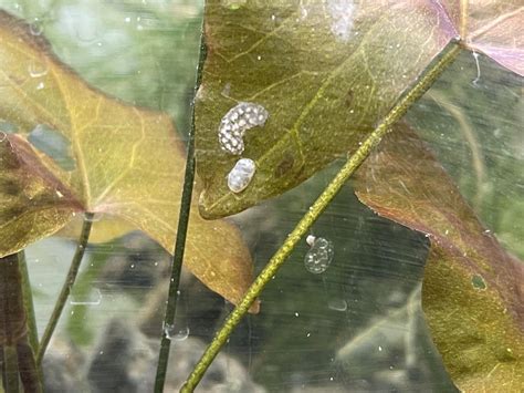 What Are These Clear Blobs They Move Very Slowly Raquariums