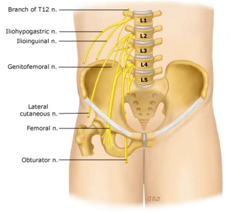 The Lumbar Plexus Is Formed By The Ventral Rami Of The