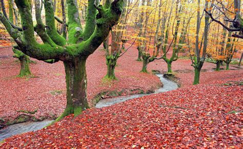 Hayedo De Otzarreta El Bosque Encantado Del País Vasco