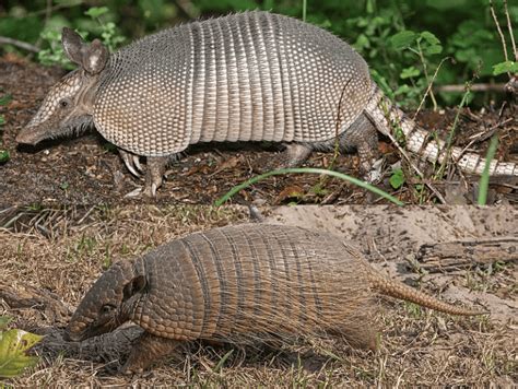 Fascinating Facts About The Armored Armadillo