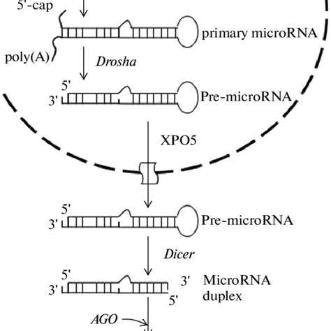 Scheme Of Microrna Biogenesis Download Scientific Diagram