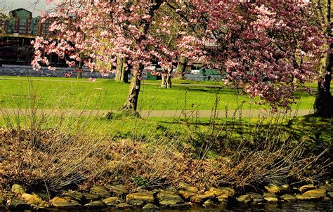 Wallpaper Trees Park Spring Flowering Nature Park Tree Spring