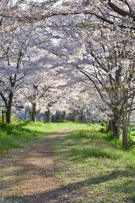 Sakura2017 6 GANREF