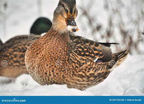 Female Mallard Duck Wades And Walks Through Snowdrifts In Winter Brown
