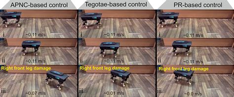 Frontiers Robust And Reusable Self Organized Locomotion Of Legged Robots Under Adaptive