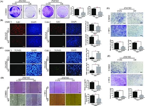 Znf582 Overexpression Inhibits The Growth And Migration Of Ccrcc Cell