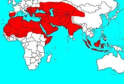 Caliphate Turkish Ottoman Empire Amos37