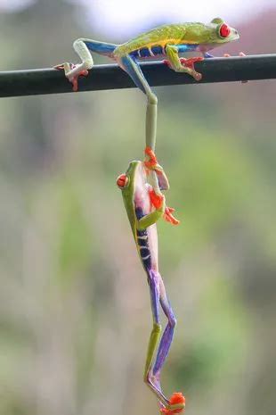 Red Eyed Tree Frog Predators