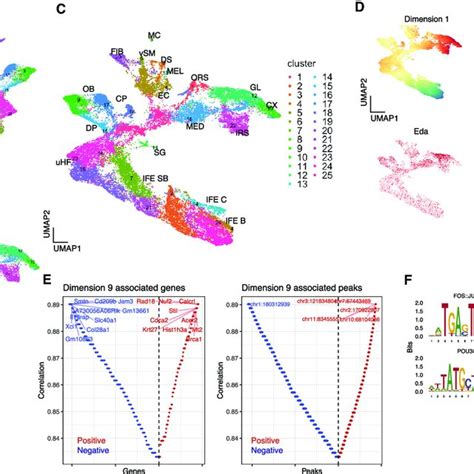 scmm analysis on mouse skin share seq dataset a c umap visualization