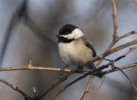 Black Capped Chickadees Are Preparing For Winter Chicago Botanic Garden