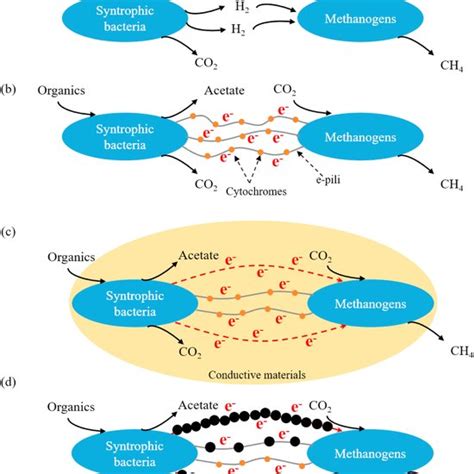 Schematic Diagrams Of Syntrophic Methanogenic Process Via A Indirect