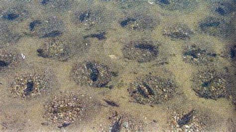 How Fish Spawn The Ultimate Bass Fishing Resource Guide LLC