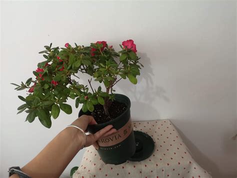 杜鹃花怎么扦插 花百科