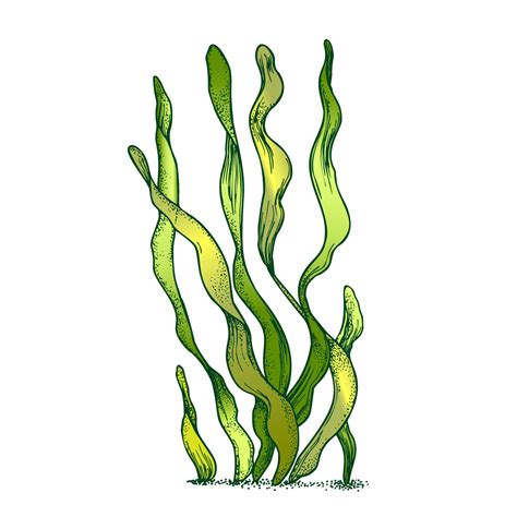 Underwater Organism Algae Seaweed Doodle Vector 17581964 Vector Art At