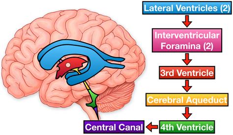 Cerebrospinal Fluid Diagram Quizlet
