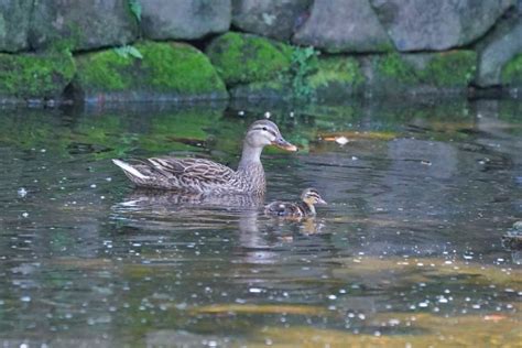 カルガモのひな誕生 四季の野鳥撮影ノート