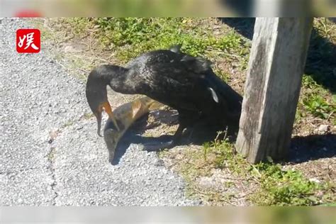 鱼鹰捕到条鱼，本想饱餐一顿，下一幕尴尬到怀疑 鸟生”！