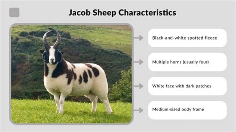 Jacob Sheep Facts Lifespan Characteristics And Complete Breed Guide
