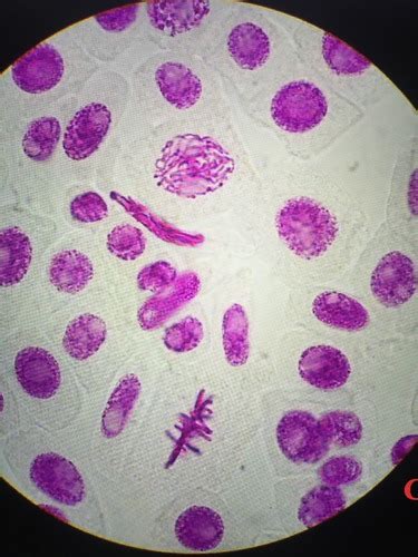 MCDB 101A Midterm 1 Flashcards Quizlet