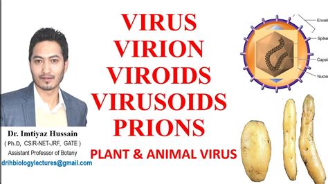 Virus Virion Viroids Virusoids Prions Difference Between Plant And