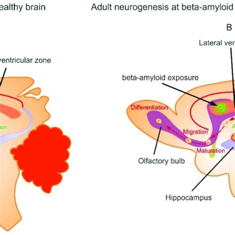 A Adult Neurogenesis In The Brains Of Healthy Rats Here We Depict