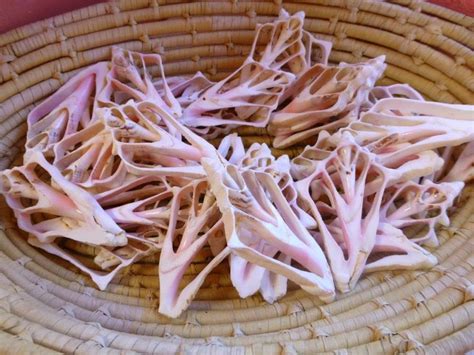 Conch Shell Sections So Pretty Providenciales Tropical Paradise Conch Shell