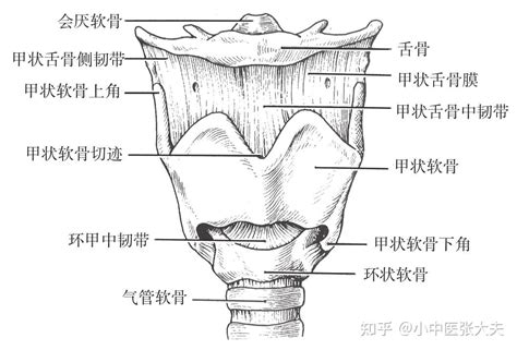 第二章，喉的构造及功能 知乎