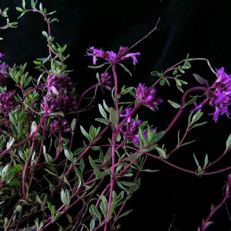 Thymus Linearis Plant Care And How To Grow Water